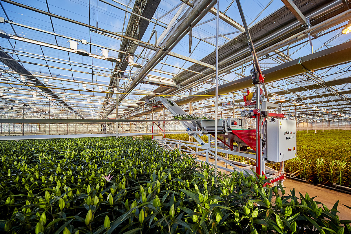 Lily Transportsystem - BTM